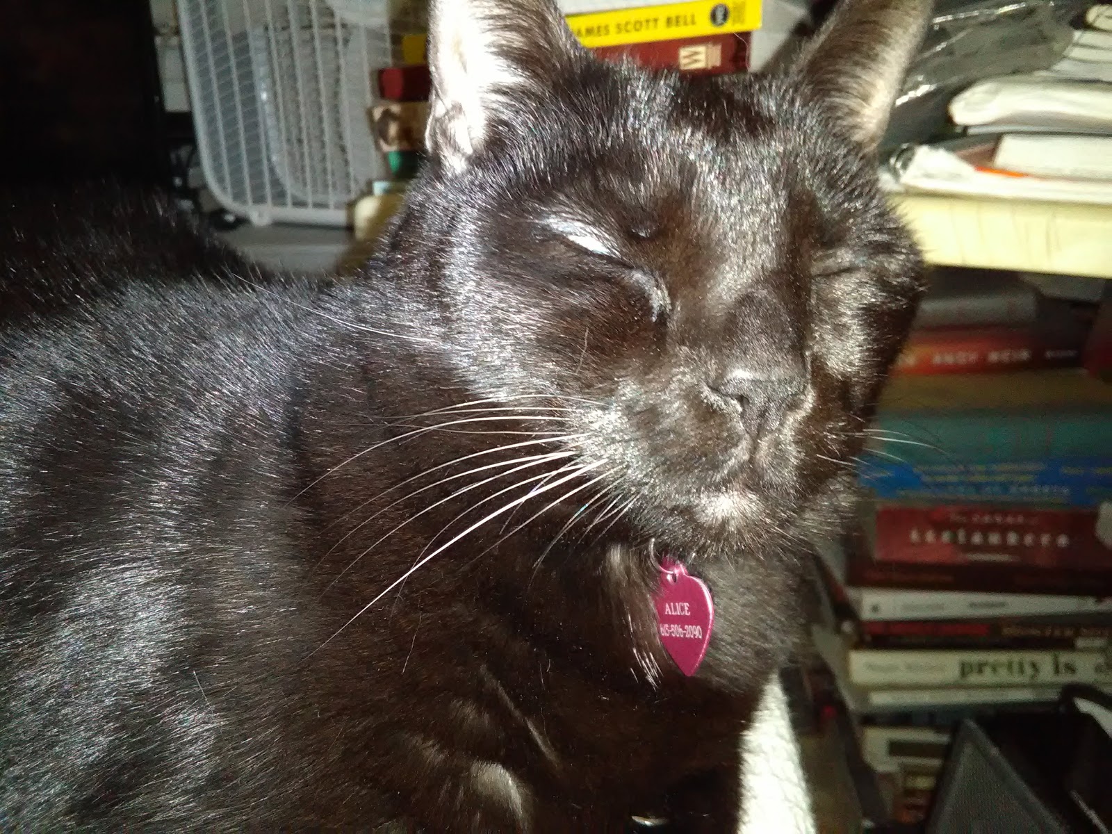 True Book Addict...Books, Cats, and More: November 2018