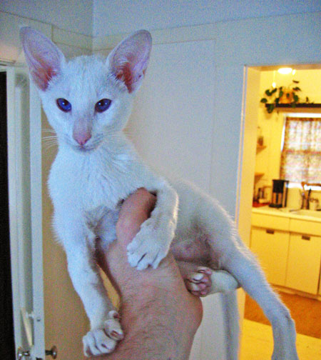 White Siamese Cat Photo