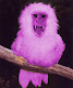 Purple Monkey Bird