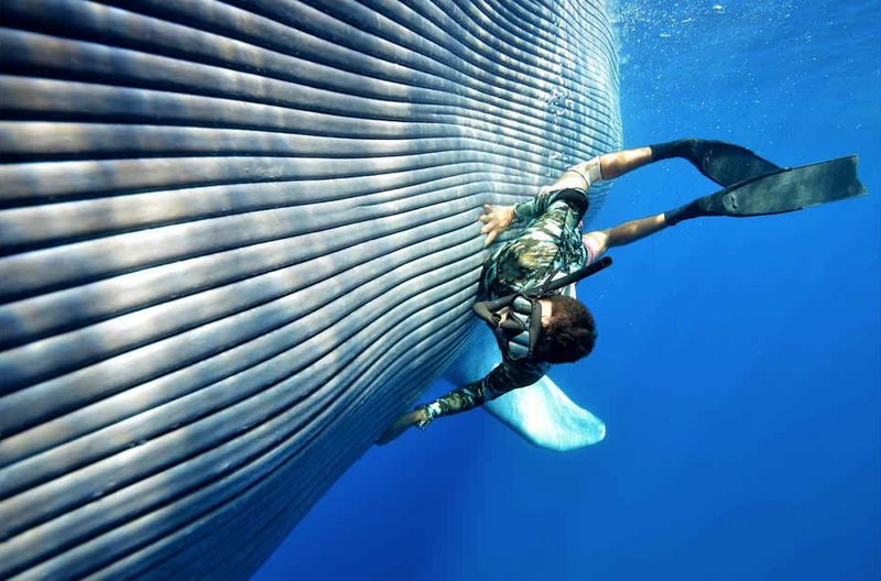 Símbolos, Mitos y Arquetipos: La Ballena