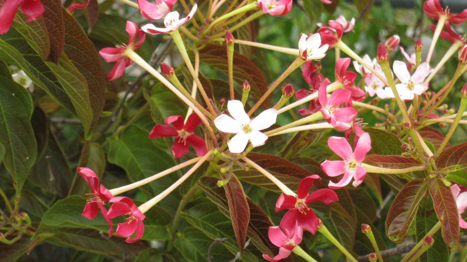 Plant Photography: Quisqualis indica Flower Bunches