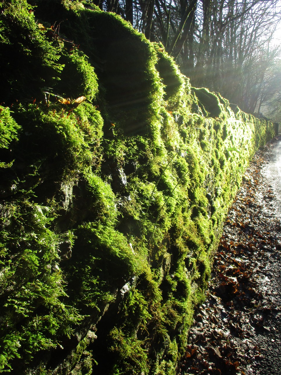 RoaminRascal: Sapperton Valley and Siccaridge Wood