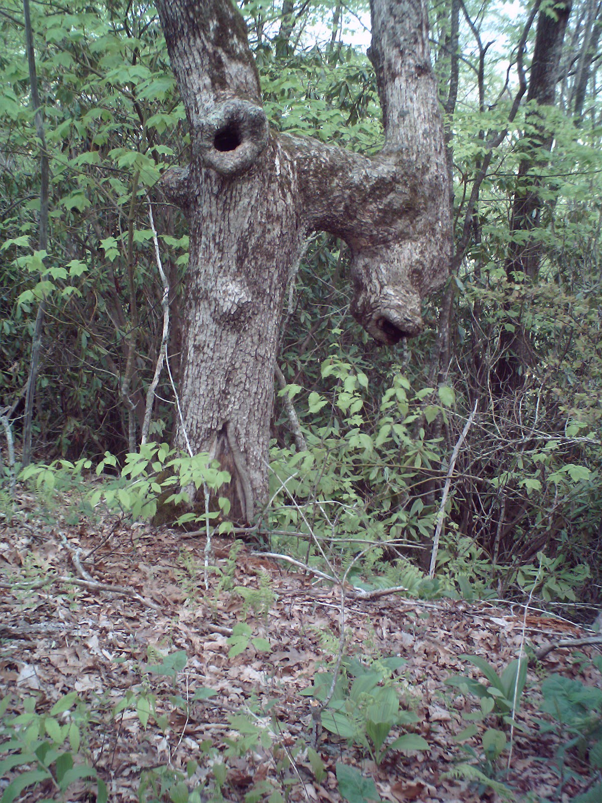 Funny Trees Picturesreadtosee