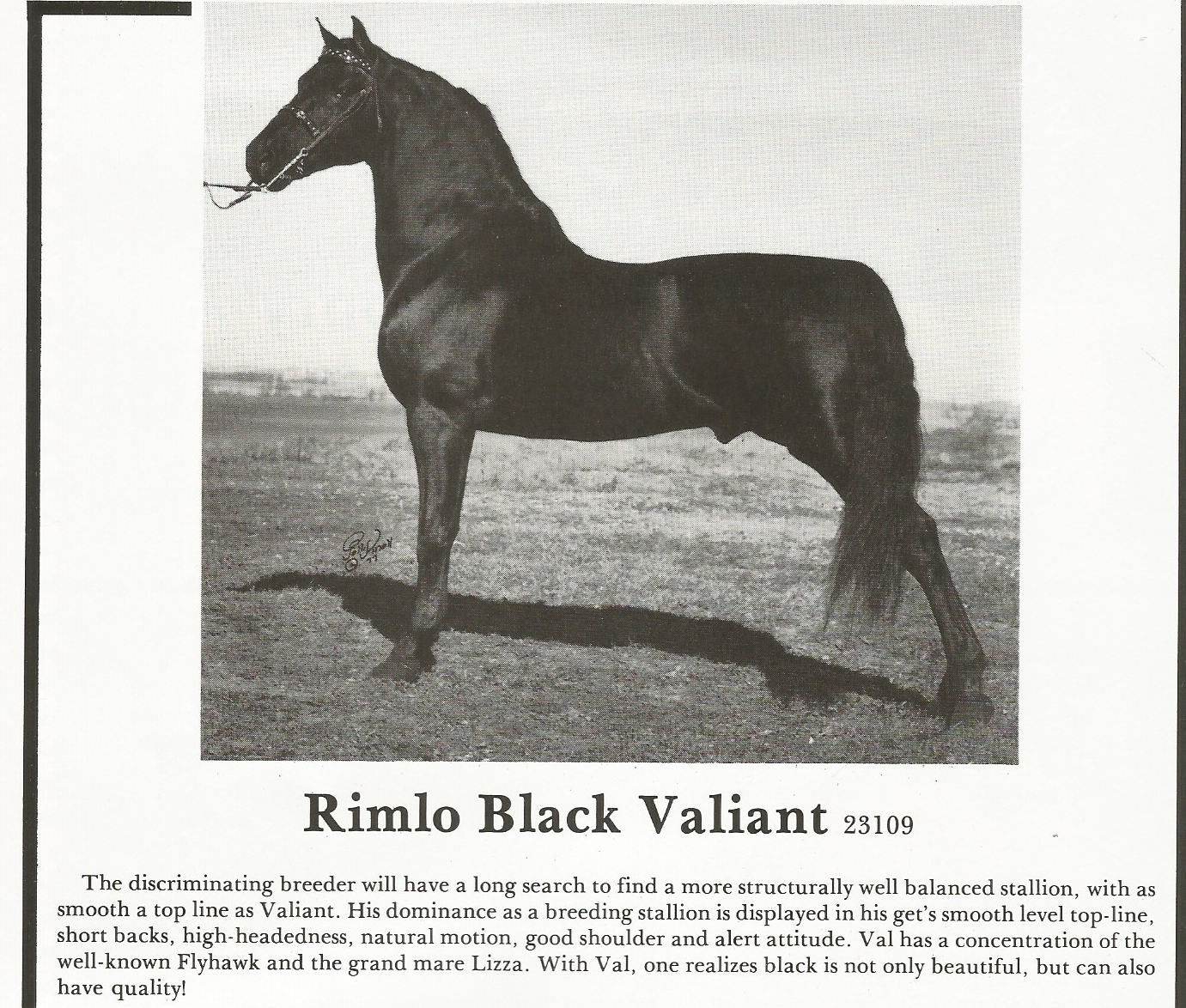 Old Morgans: Rimlo Black Valiant 4-85 TMH