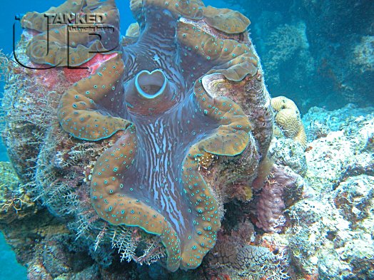 Giant Clam | Wildlife | The Wildlife