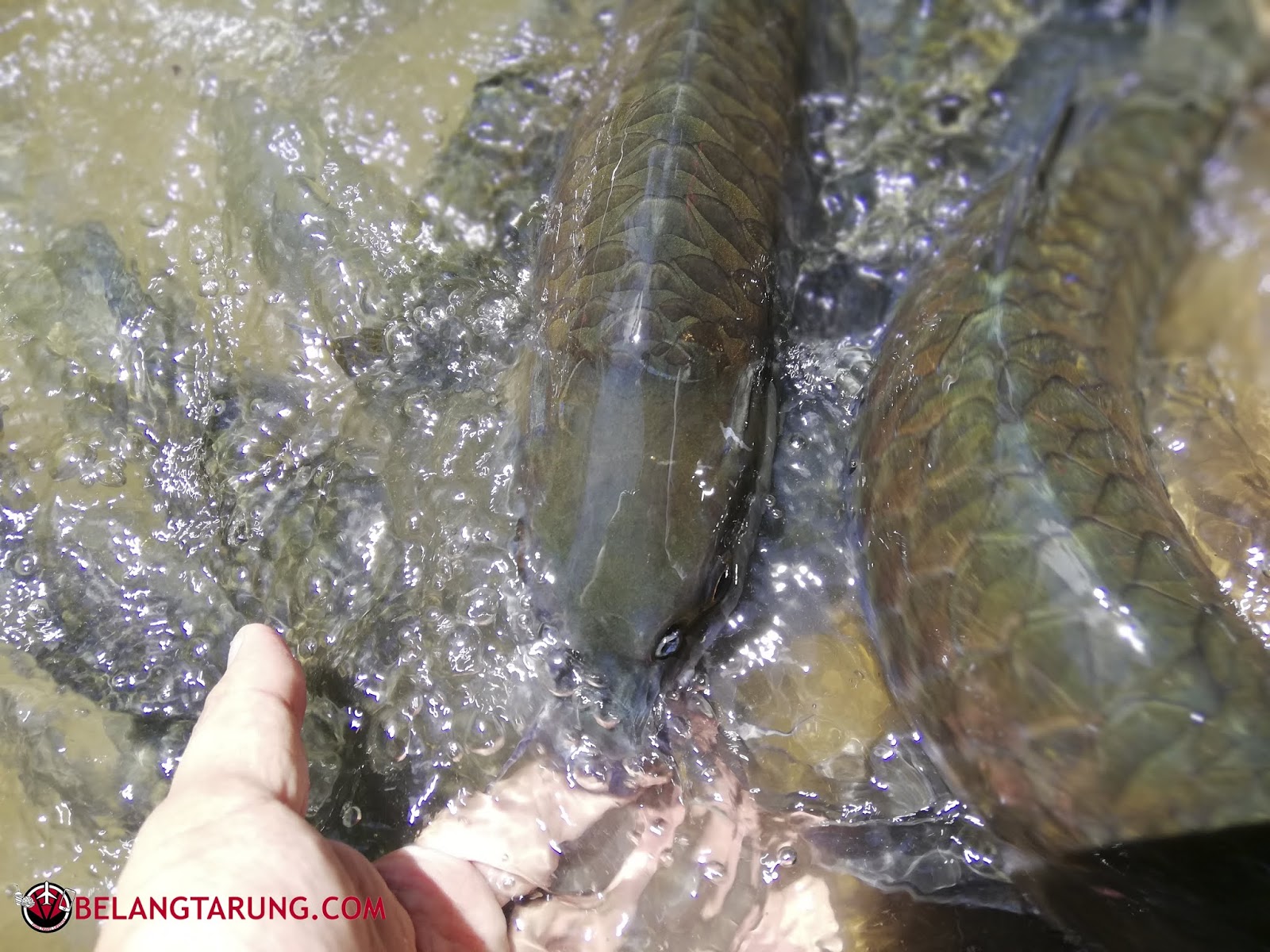Urutan 'Spa Fish' Di Sungai Moroli Kelah Sanctuary Ranau Sabah