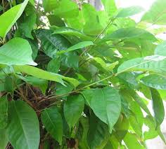 resimhikayeleri: khasiat serta faedah daun mempelam yang belum kamu kenali