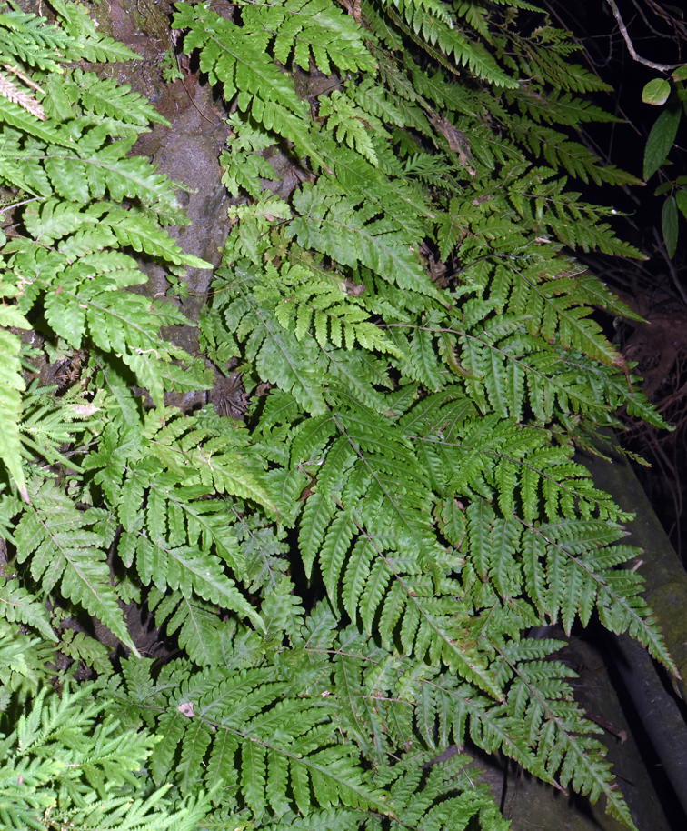 福星花園: 南洋三叉蕨