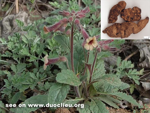 Fresh rehmannia root (Shengdihuang)-Rehmannia gultinosa Libosch.