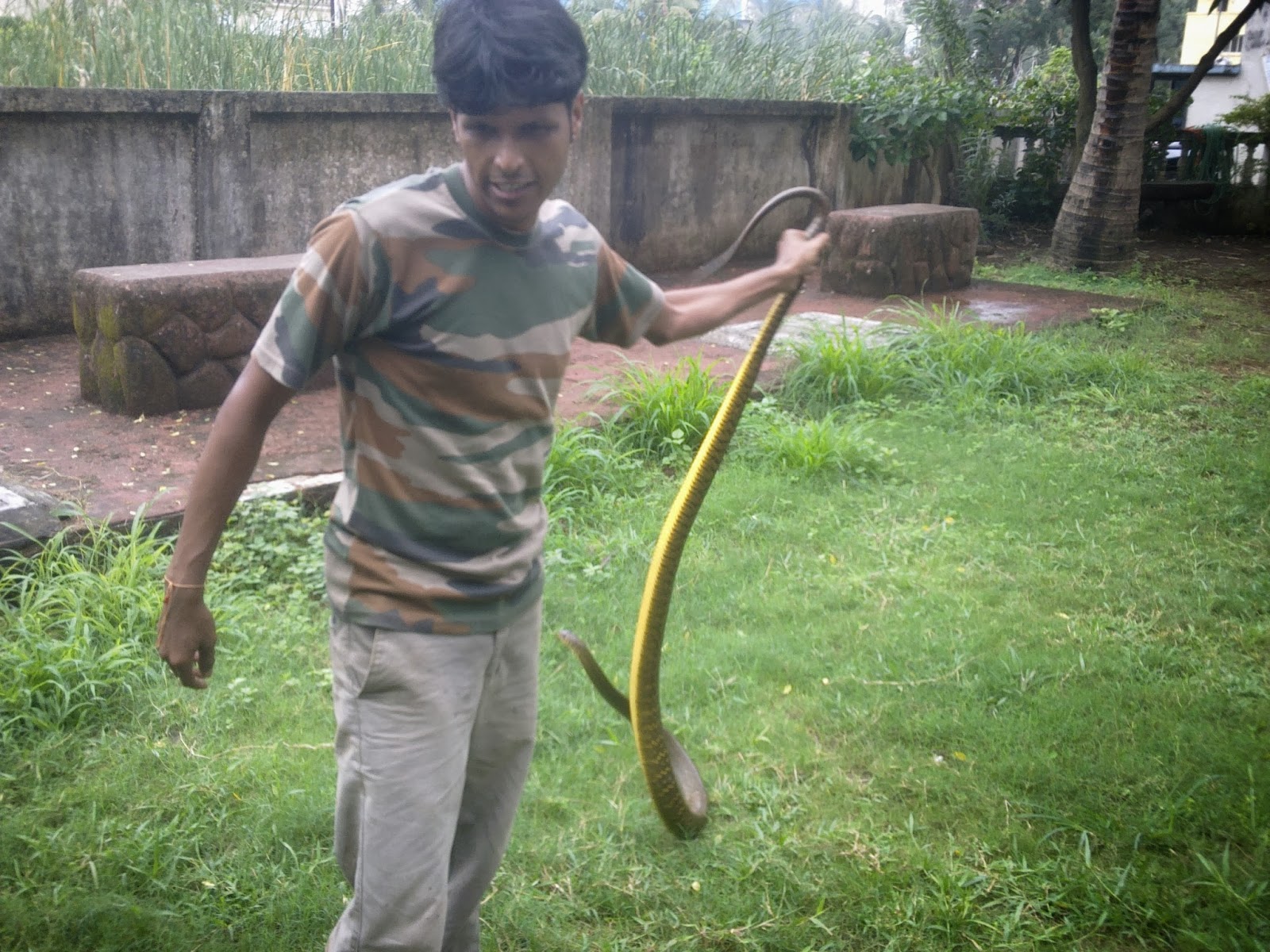 Viraj Revadekar: Dhaman Snake Catching Operation at Gokul Classic ...