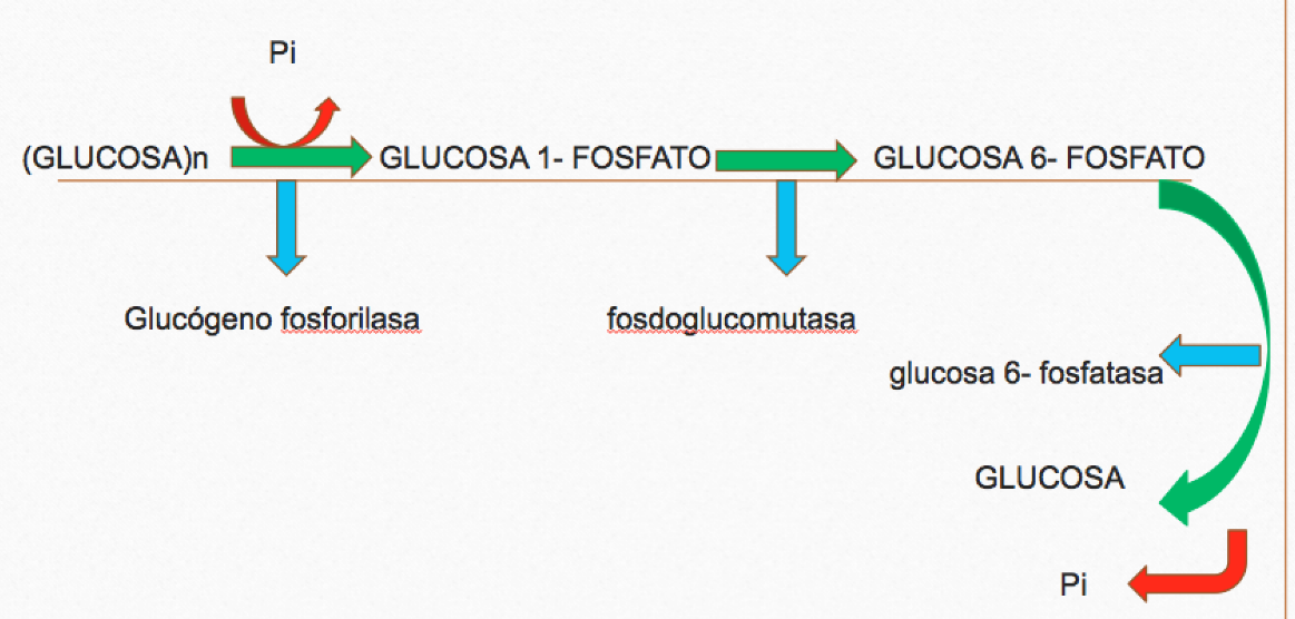 The True Life Of A Fabulous Med-Student: Glucogénesis y Glucogenólisis