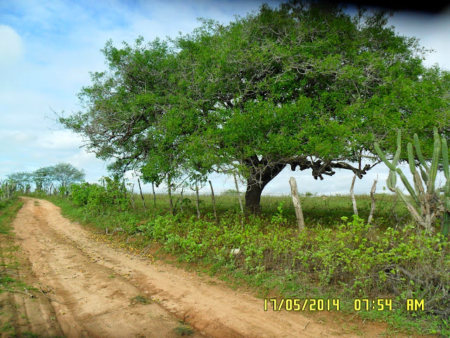 Jornal Dois Quadros: Educação Ambiental! Bela imagem de uma árvore ...