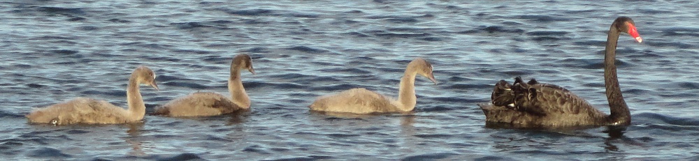 Andy & Jasmine's Adventure Blog: Picture(s) of the Day: Bald Duck
