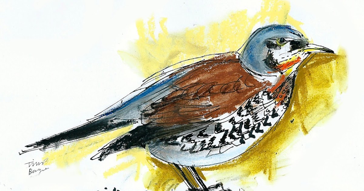 Tim Baynes Art: Felix Fieldfare