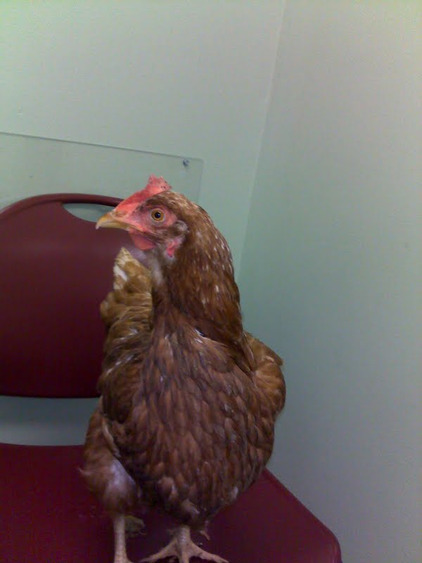 Respect Life Eat Veggies: Gaia Chickens 1st Vet Appointment, Chicken ...