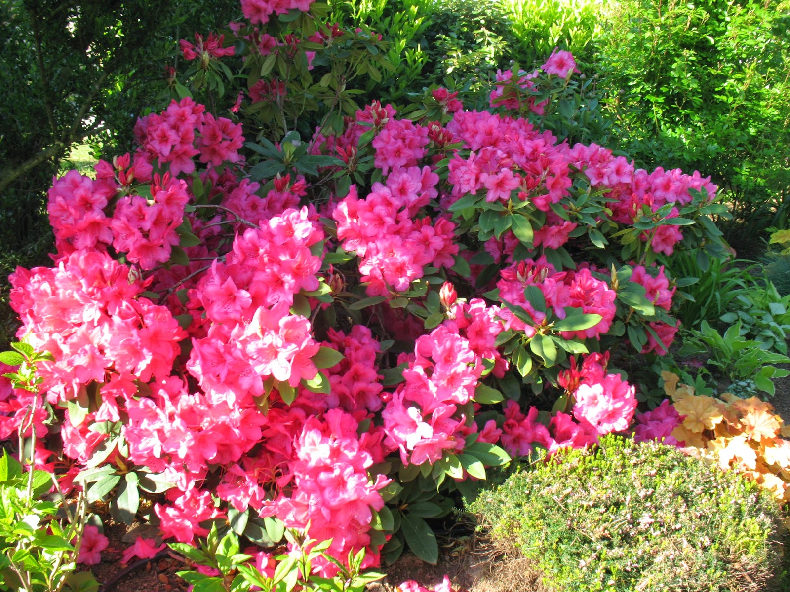 Roses du jardin Chêneland: Rhododendron "Anna Rose Whitney"