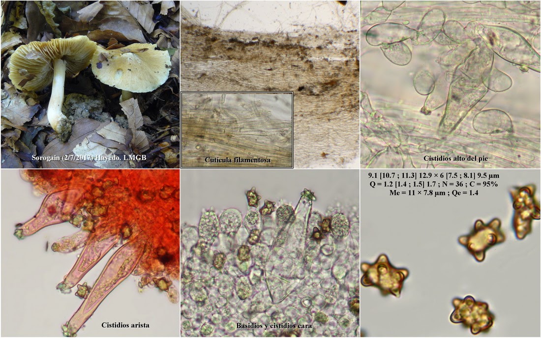 Microscopía de hongos. Vol 2 . D - K: Inocybe praetervisa
