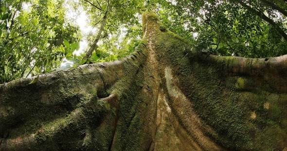 fundacionideagenial: MENSAJE AMBIENTAL DE PERÓN