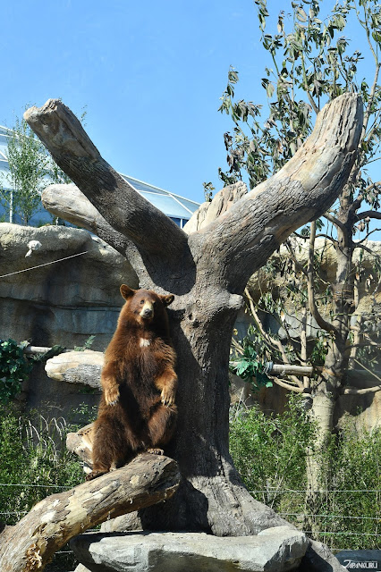 JAPANKURU: Things to do in Kobe 🐹 Top Japanese Zoo That Let's You ...