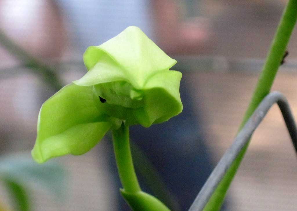 Ragam: Merawat Anggrek Hitam (Coelogyne pandurata Lindl.)