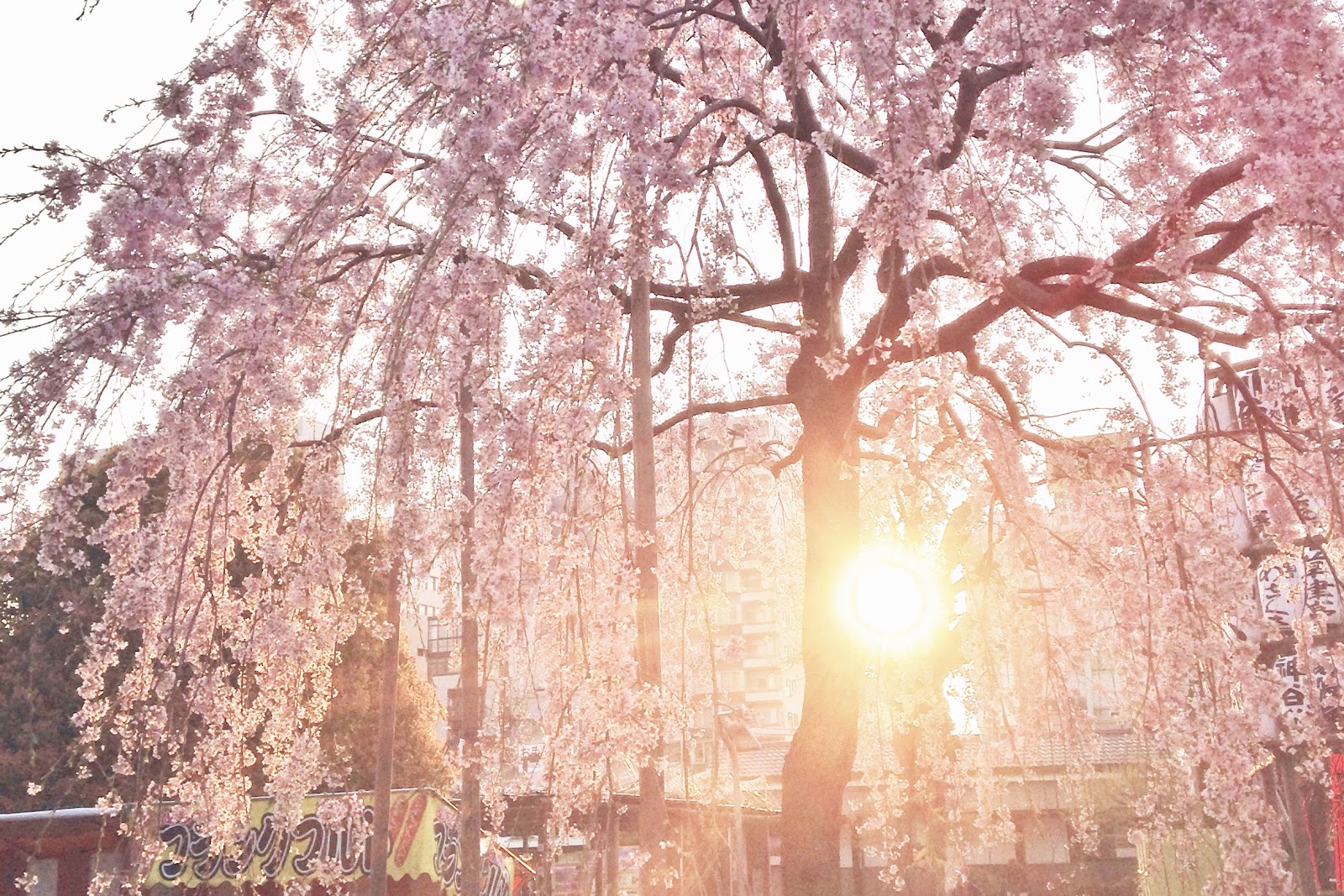 Woody at Home: Cherry Blossom @Kaminari Gate Sensoji Temple