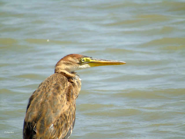PASARI DIN ROMANIA: STARC ROSU, Ardea purpurea