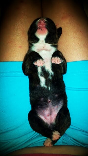 BoxerVille: Boxers at 1 week