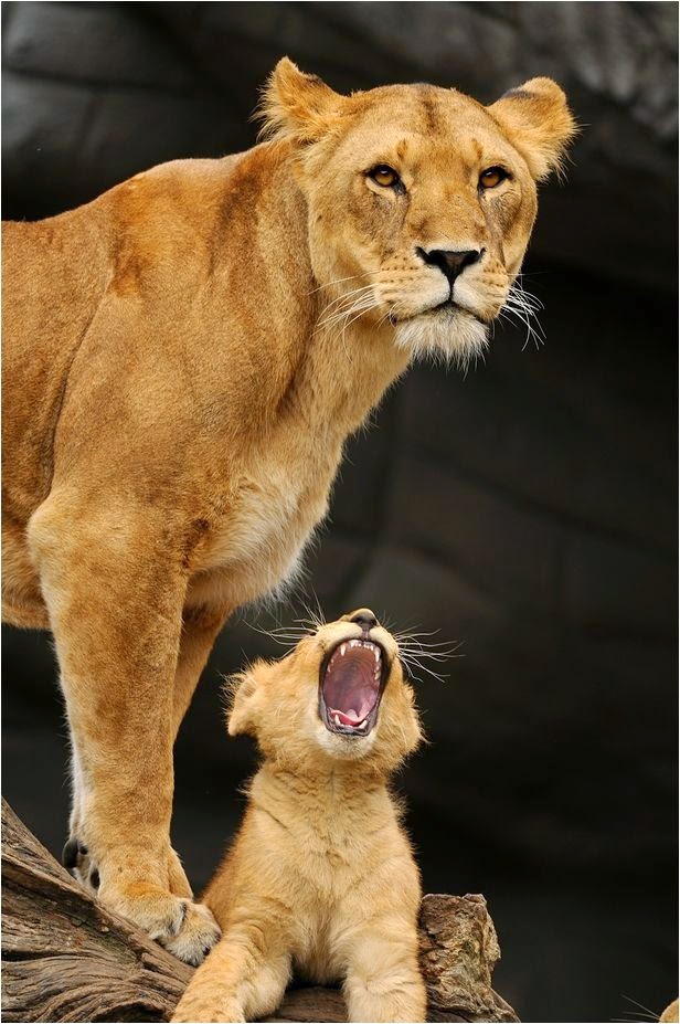 Alluring Planet: Lioness and Cub