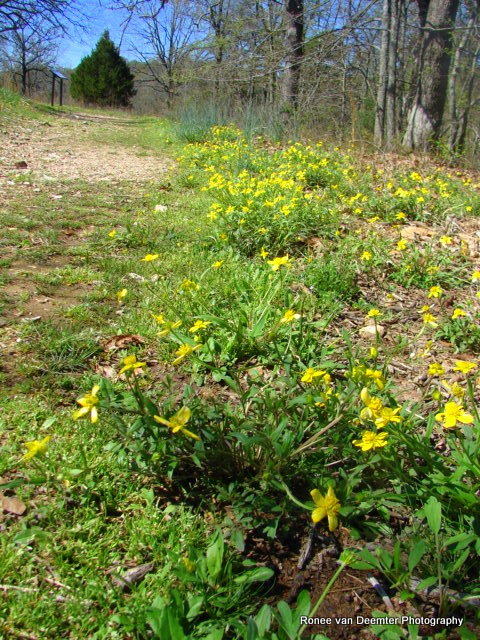 WATCHING THE WORLD: Natural Falls (Dripping Springs), Oklahoma