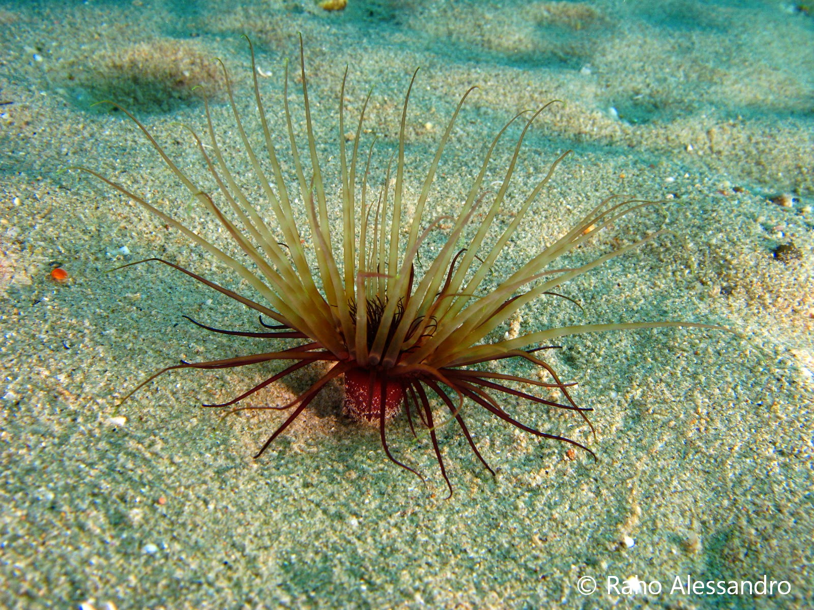 Necton e Plancton: Cnidari: Cerianto Solitario