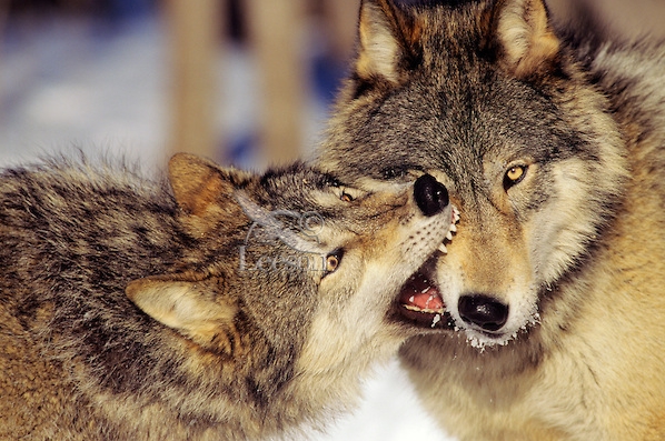 White Wolf : The Amazing wildlife photos taken by Tom and Pat Leeson