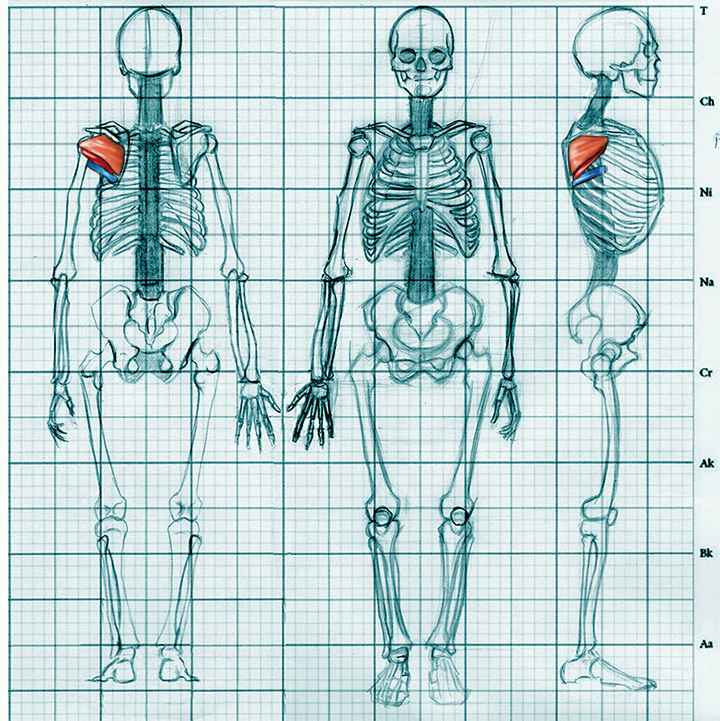 SonjebasaLand: Anatomy: Isolated Muscles of the Trunk - In The Round