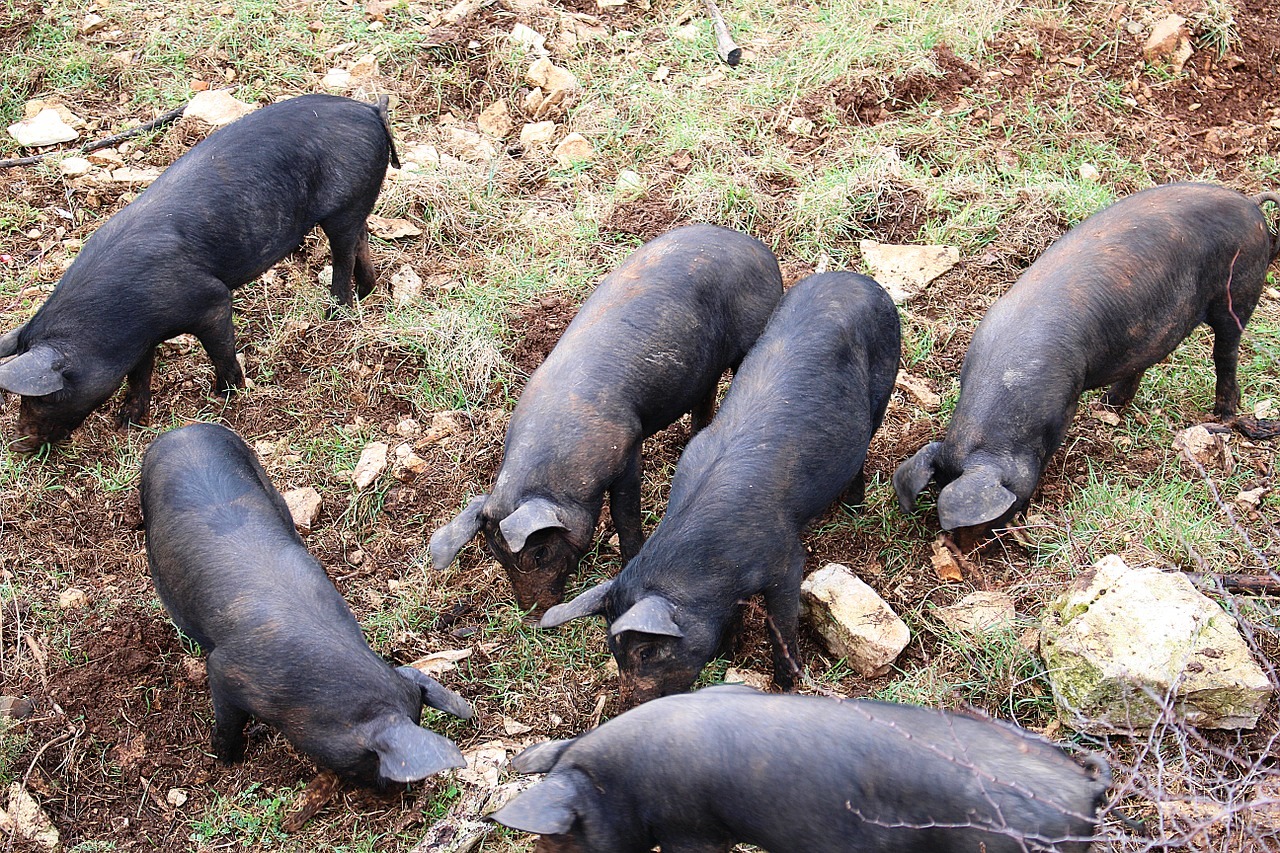 Contes d' Animals: EL PORC