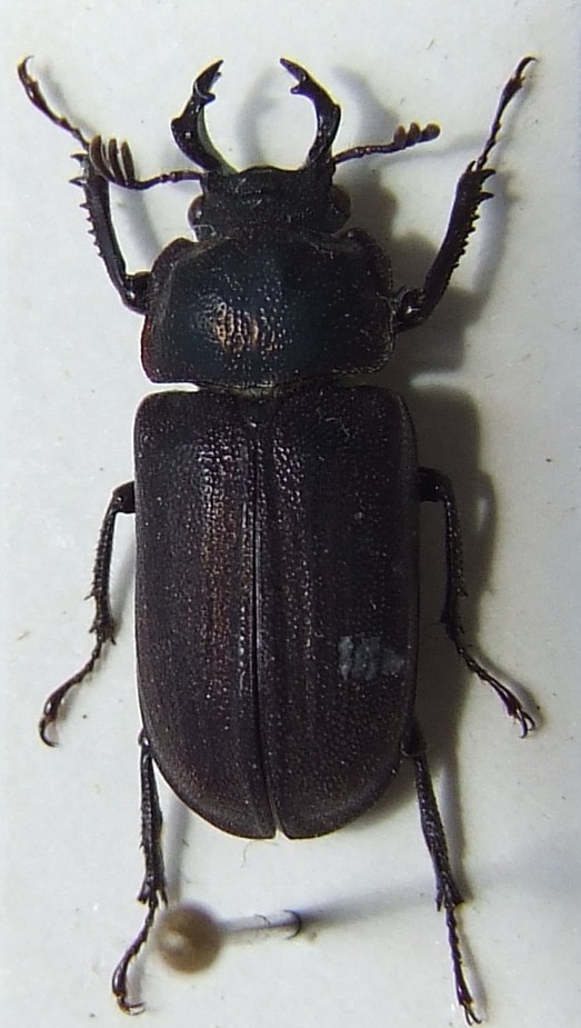 Ceratognathus species