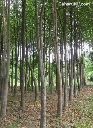 Budidaya Gaharu: Pohon Gaharu masuk kategori Pohon Langka yang ...