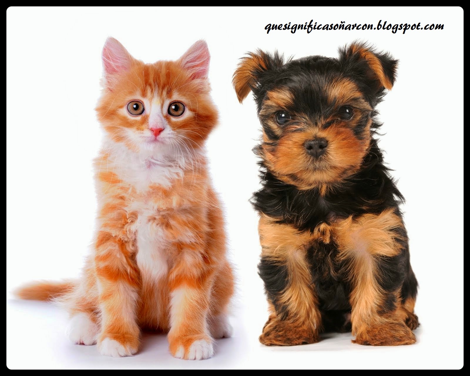 QUE SIGNIFICA SOÑAR CON PERROS - CANES - CACHOROS