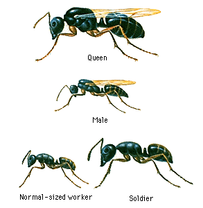 The Life of Ants: Mating in ants