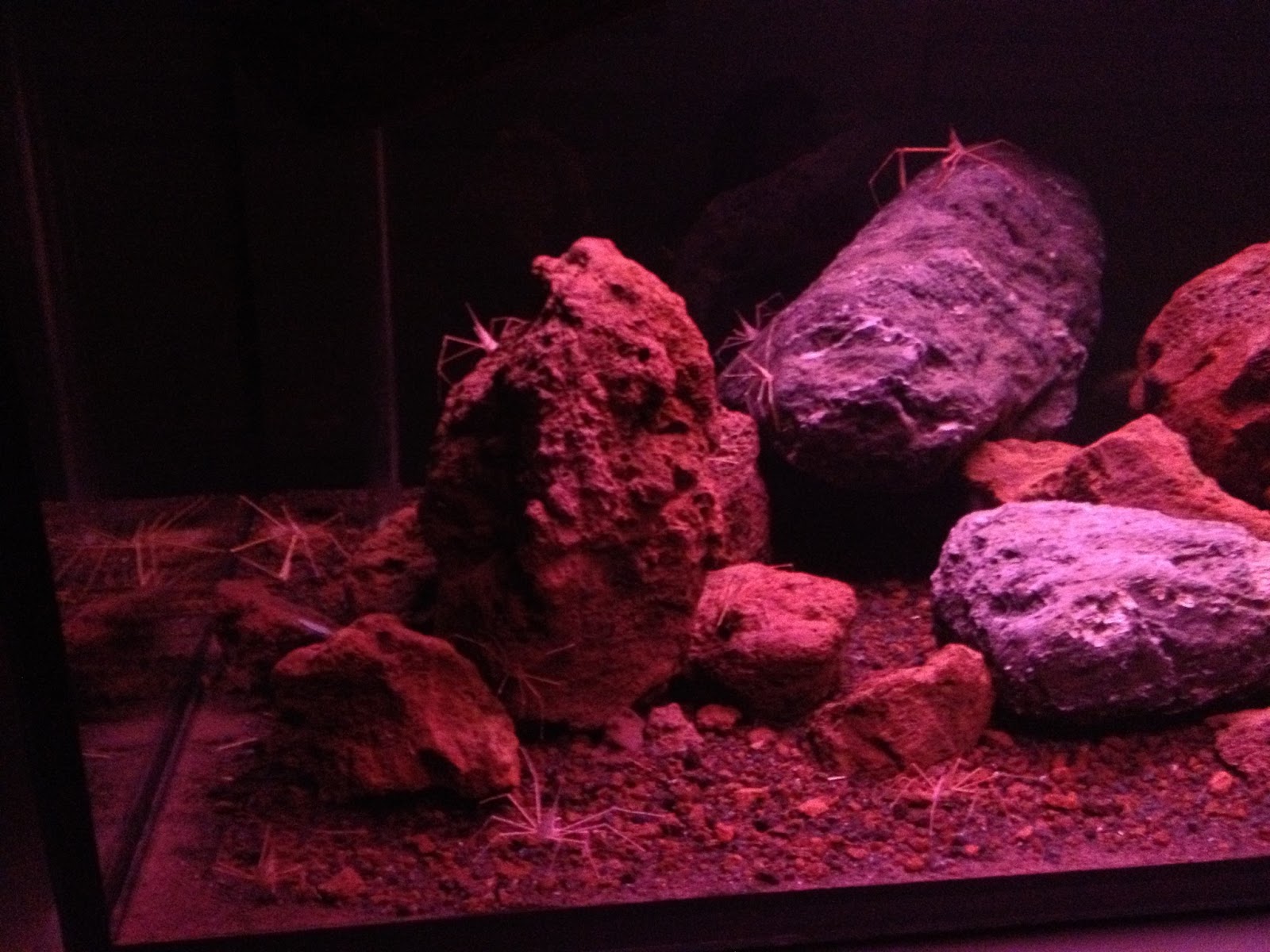 ecoartspace: Sue Spaid reviews Expo 1: New York, Dark Optimism at PS1 ...