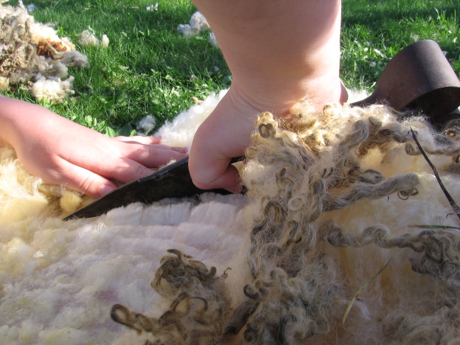 Rivenwood Tower News: Medieval Wool: Shearing