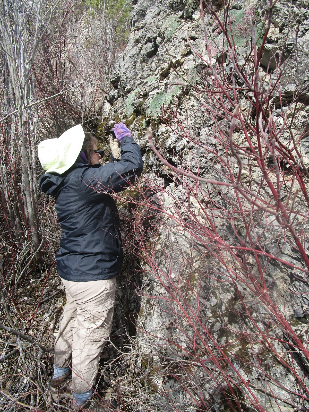 Out there with Tom: Kelseya uniflora hike