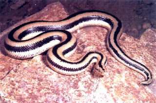 Planeta 3: Boa Rosada