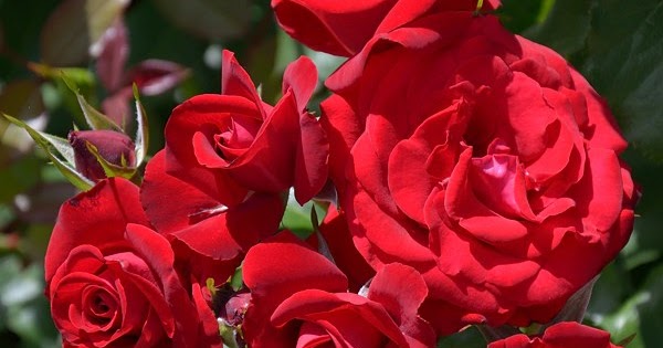 629 Lubecker Rotspon - РОЗЫ В МИНСКЕ! Саженцы, посадка, уход!