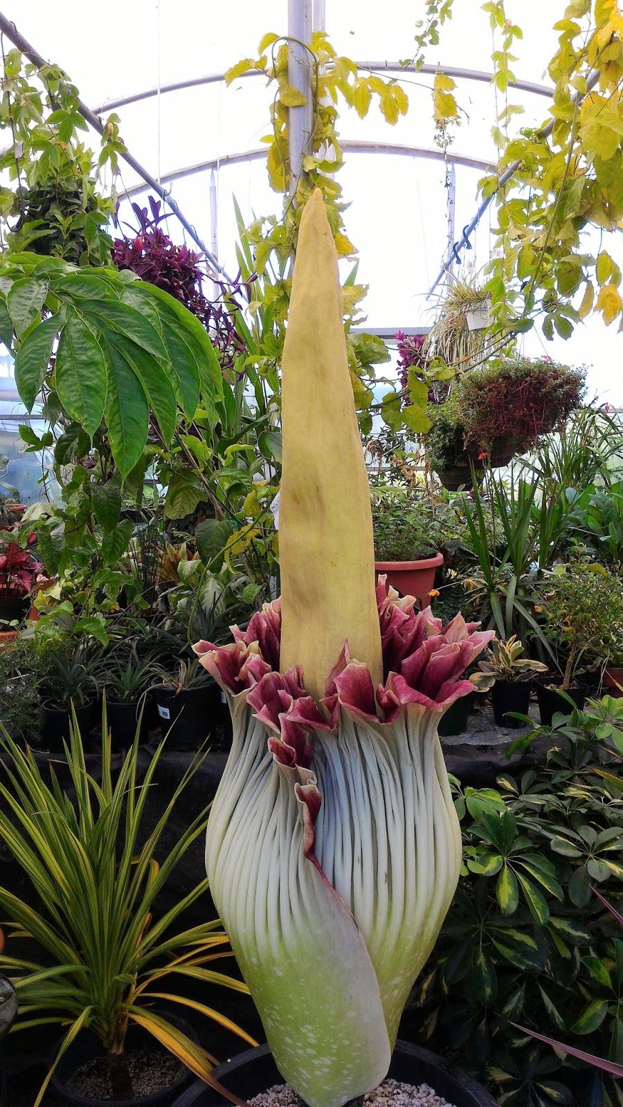 Our Local Amorphophallus Titanum