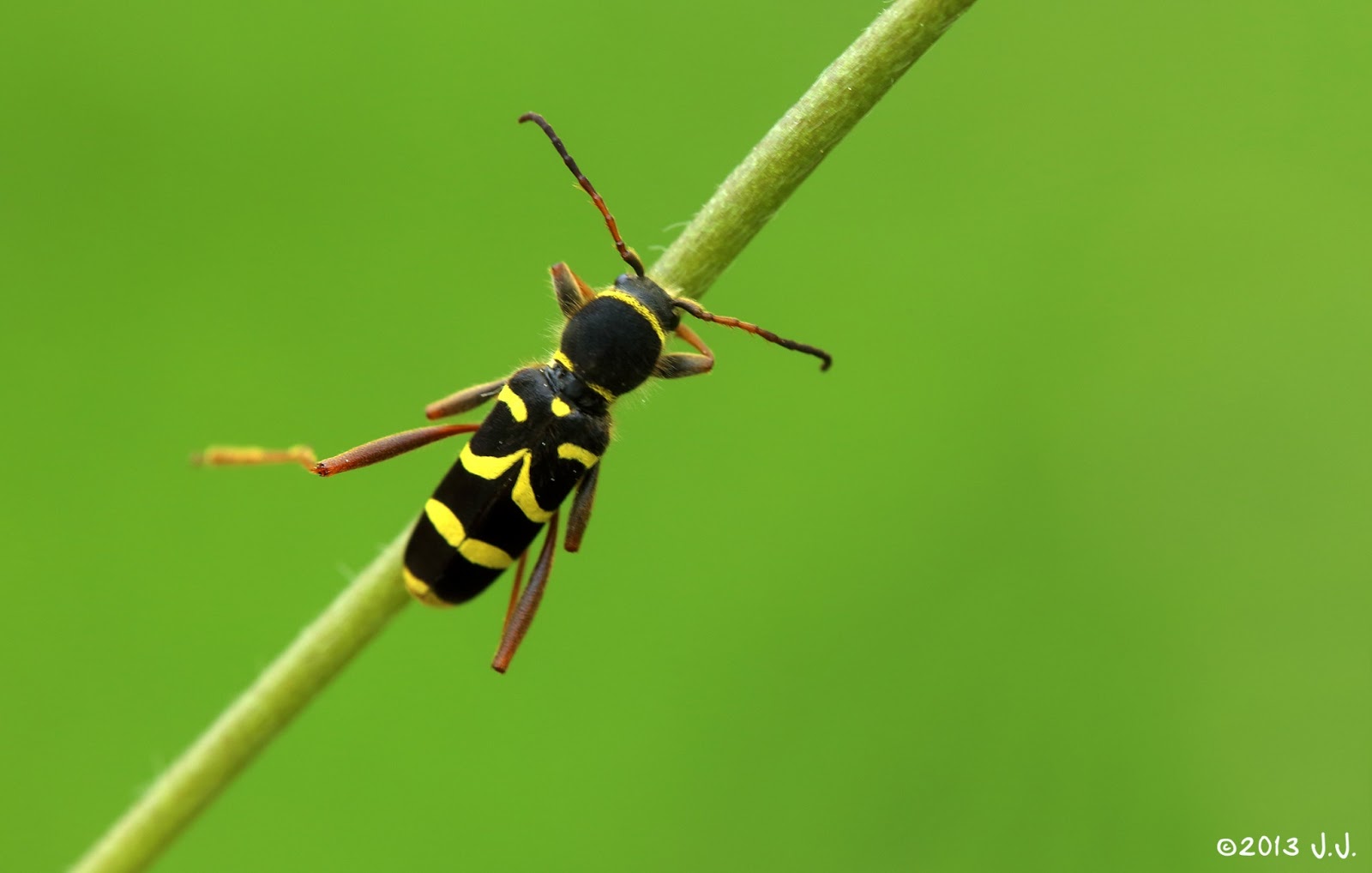 JJ's Photographic nature blog: Watch out for the Billy Witches...