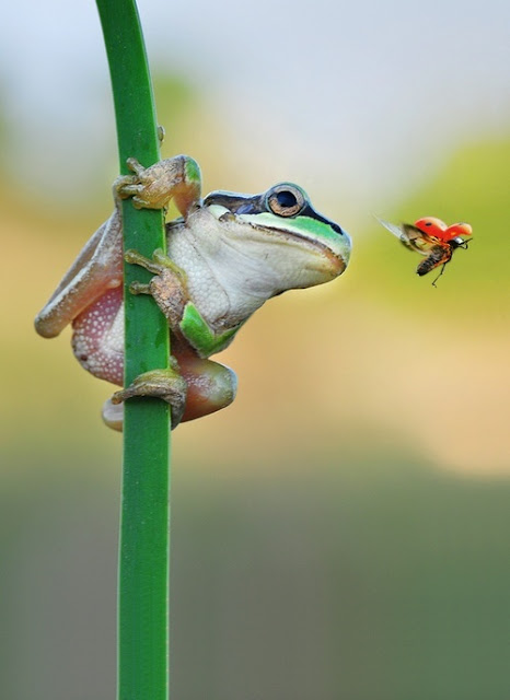 Of the grandest and most beautiful animals Photos | TOOOPIC