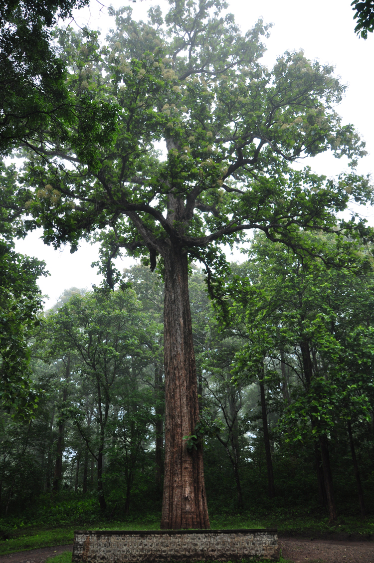Tamilnadu Tourism: Parambikulam Wildlife Sanctuary