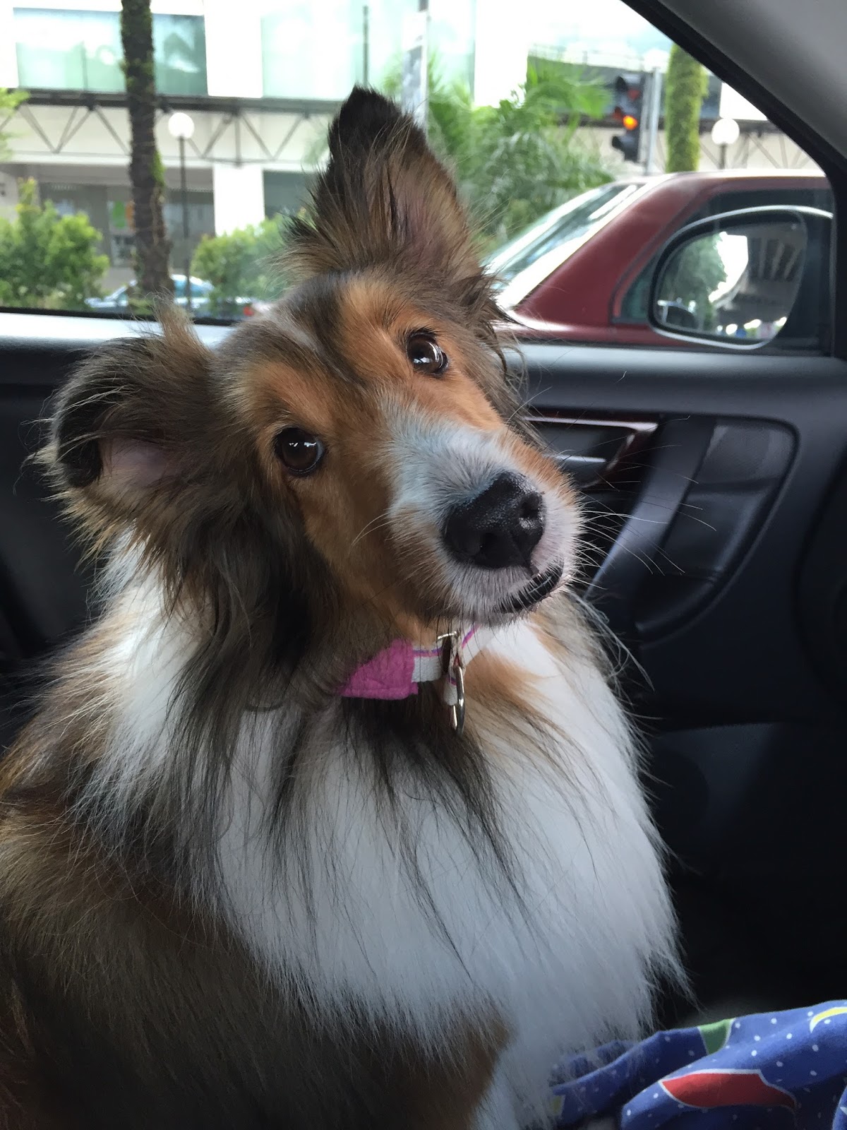 Eva the Sheltie