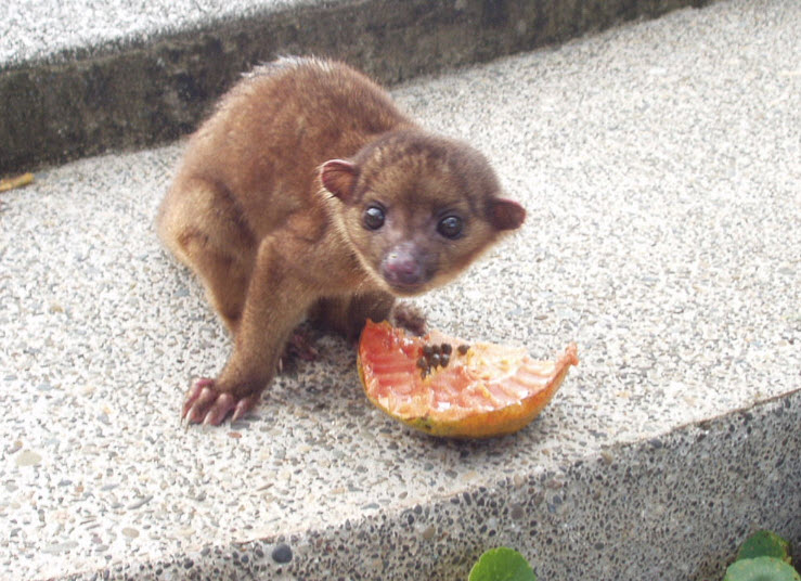 Kinkajou | The Life of Animals
