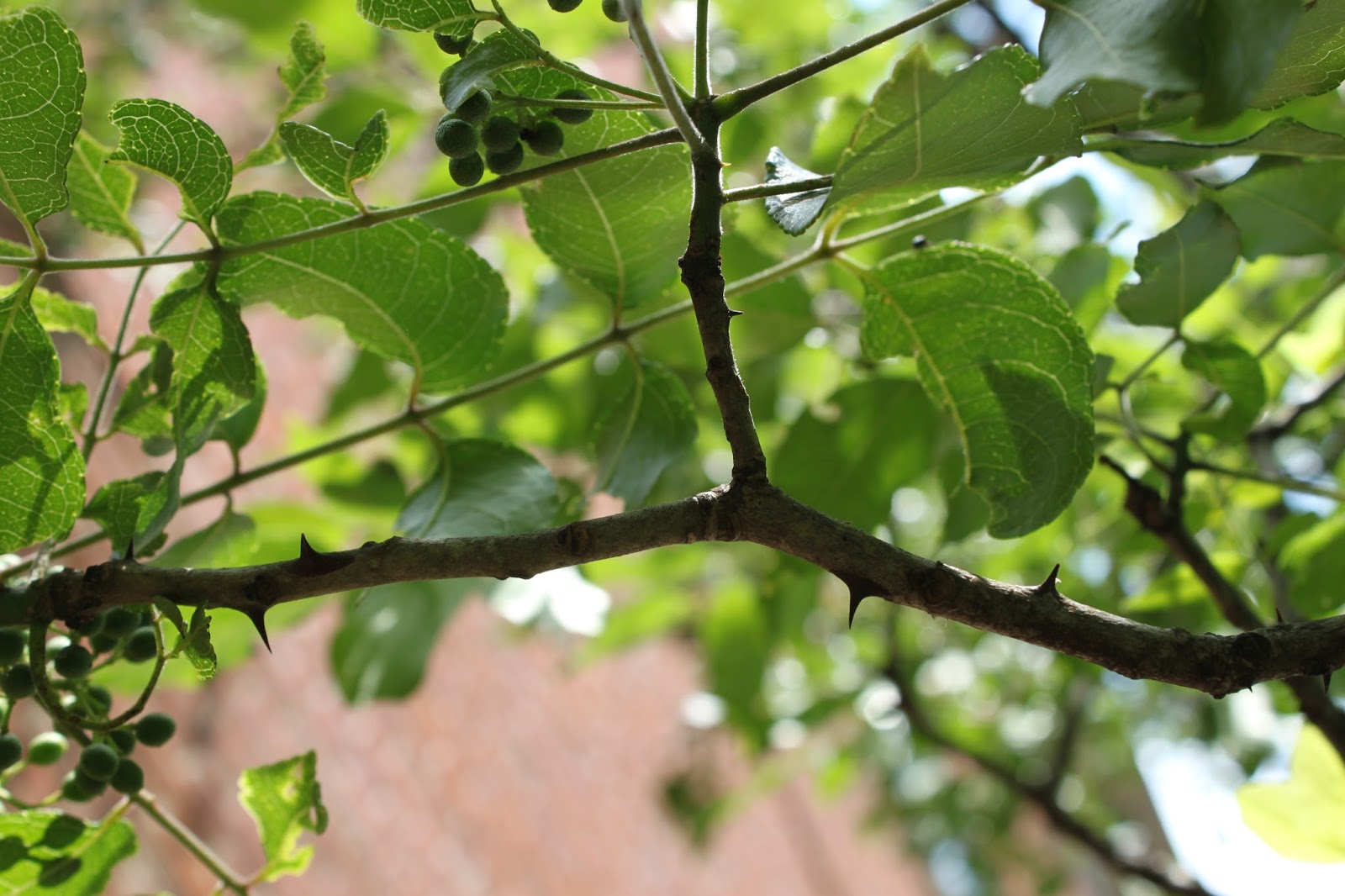 Centenary College Arboretum: Tree of the Week: Toothache Tree ...
