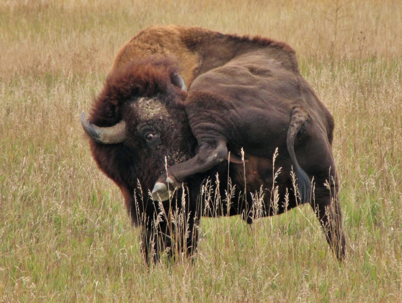 lakota makoce: buffalo gap . scenic . badlands . buffalo . 2O14